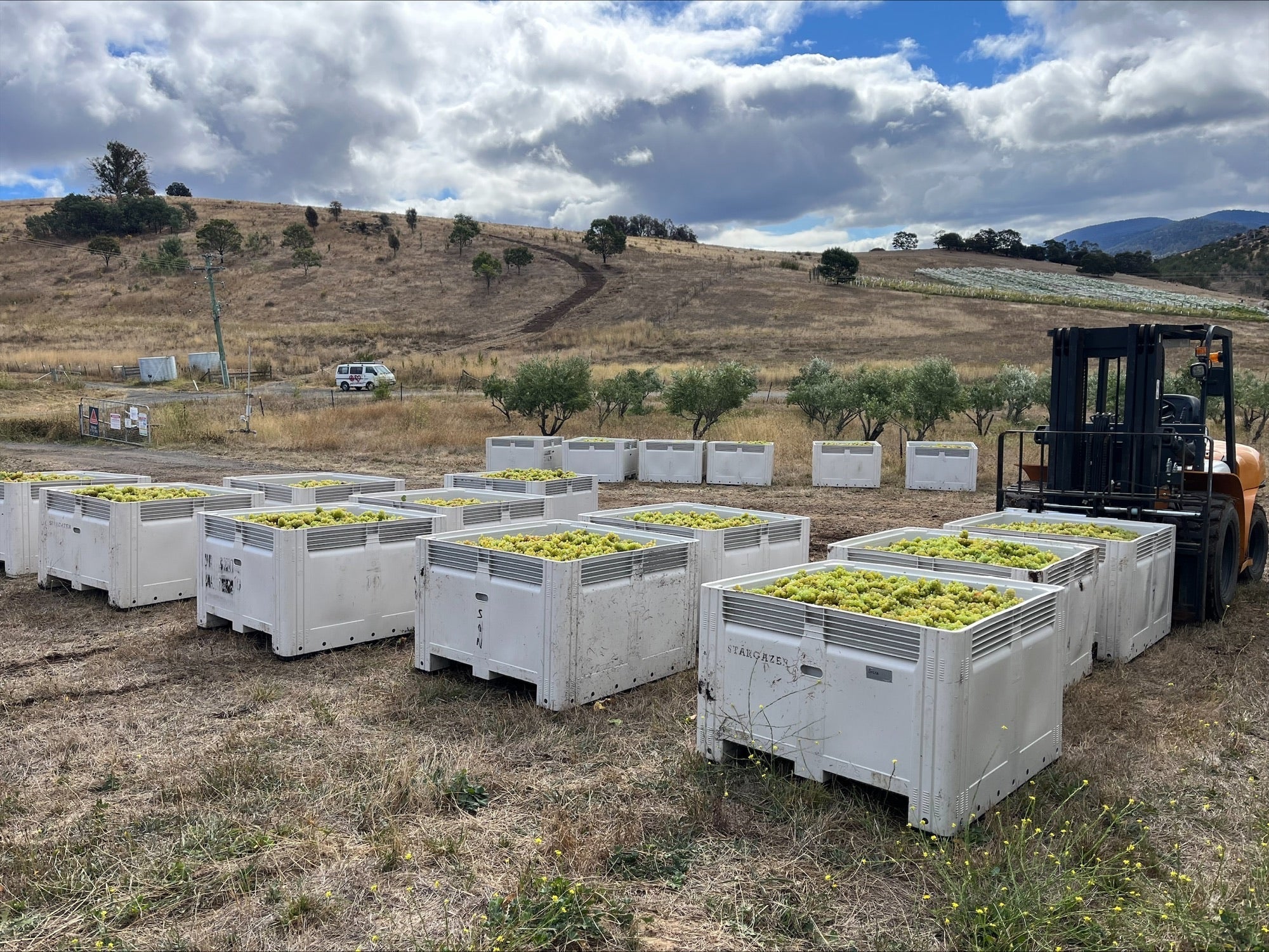 Vineyard Updated with Guy Young – Stargazer Wines